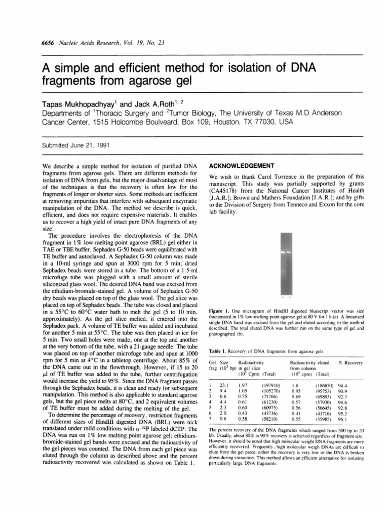 1991 A Simple And Efficient Method For Isolation Of Dna Pdf Agarose Gel Electrophoresis