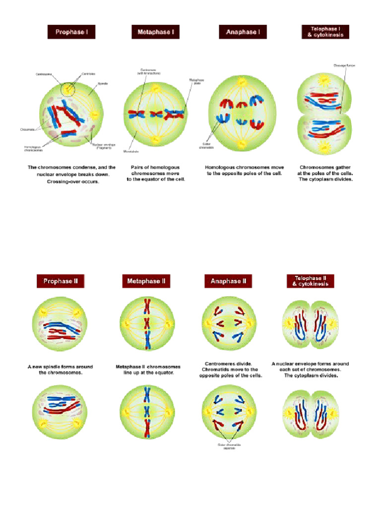 Meiosis | PDF