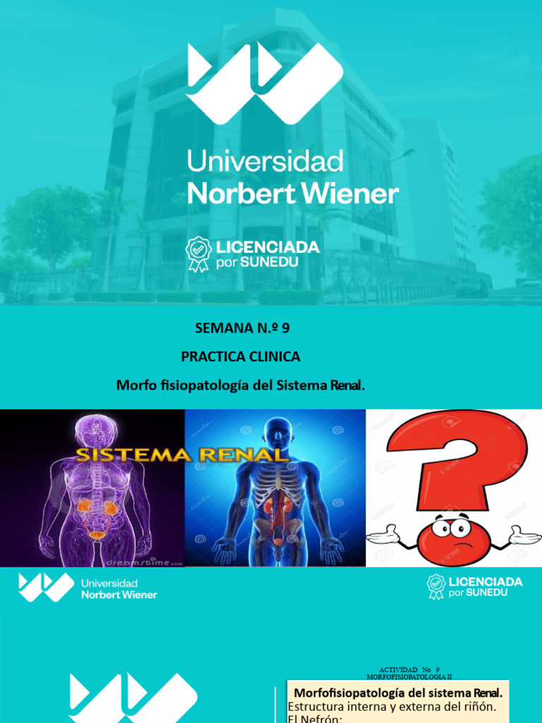 Practica 9 Morfo II Sistema Renal DR Jose Molina 18 Sept | PDF | Riñón | Sistema urinario