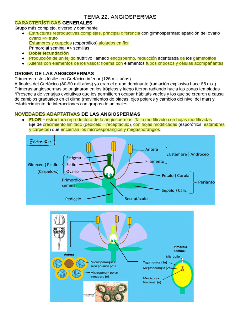 Tema 22. Angiospermas | PDF | Fruta | Hoja