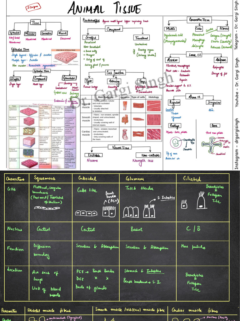 DR Gargi Singh - 2 Page Notes - Animal Tissue | PDF | Epithelium | Anatomy