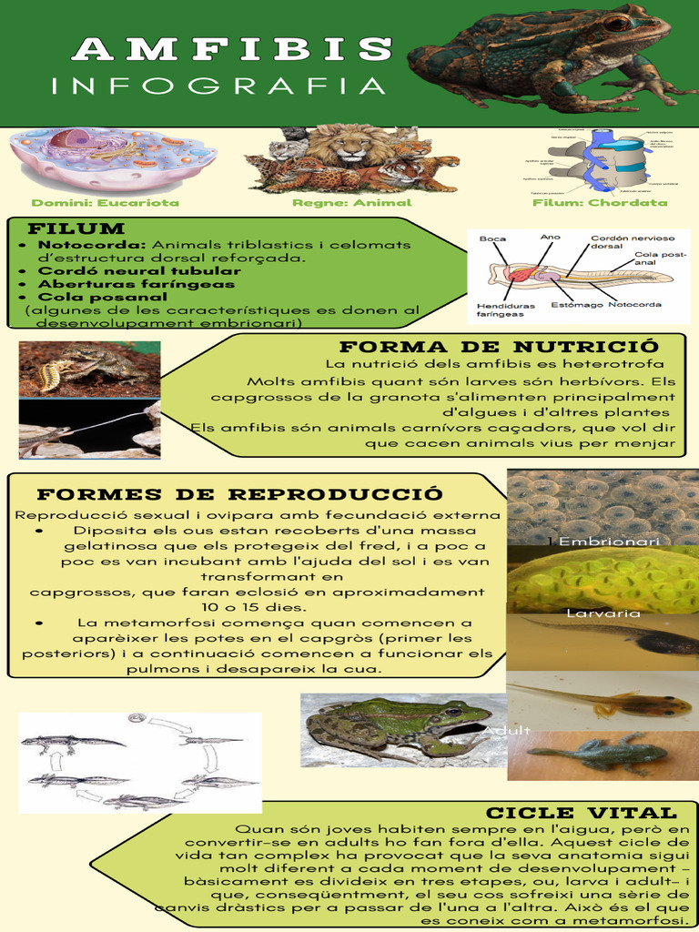 Amfibis Infografia | PDF