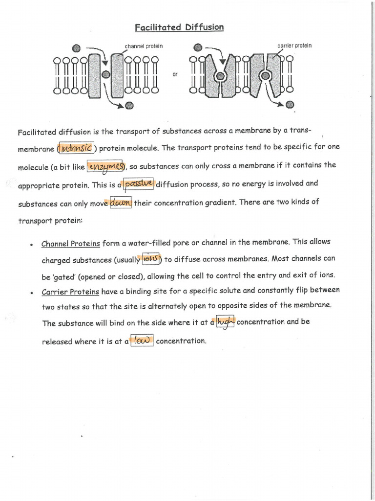 Facilitated Diffusion Worksheet - Fill in The Gaps ANSWERS | PDF