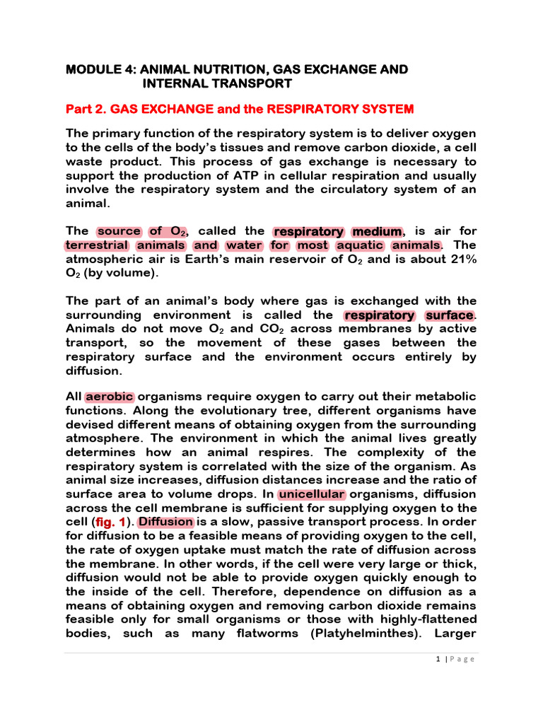 Part 2 Gas Exchange and The Respiratory System | PDF | Respiratory ...