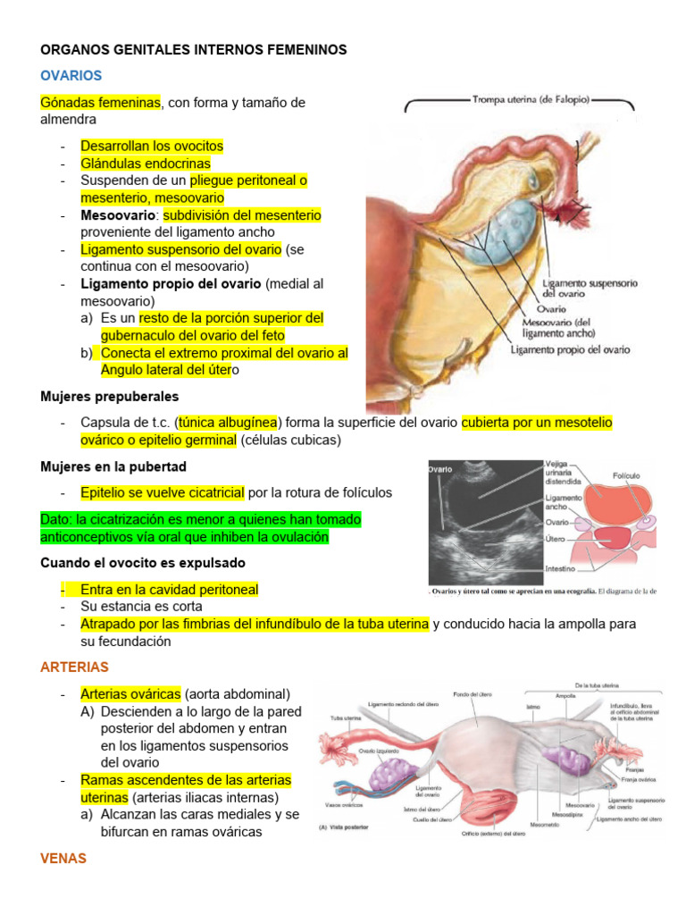 Organos Genitales Femeninos | PDF | Vagina | Ovario