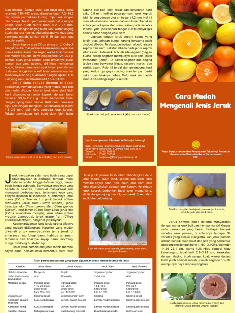 Perbedaan Jenis Jeruk | PDF