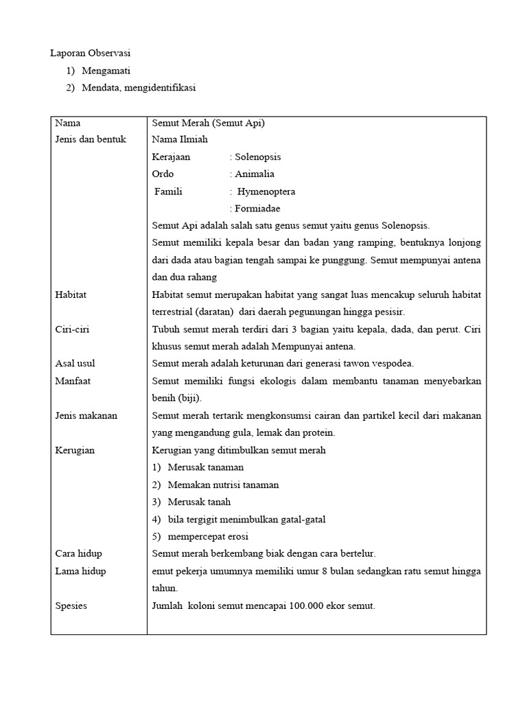 Laporan Observasi Semut Merah (Semut Api) | PDF