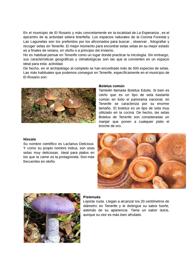 SETAS | PDF | Seta | Etnobotánica