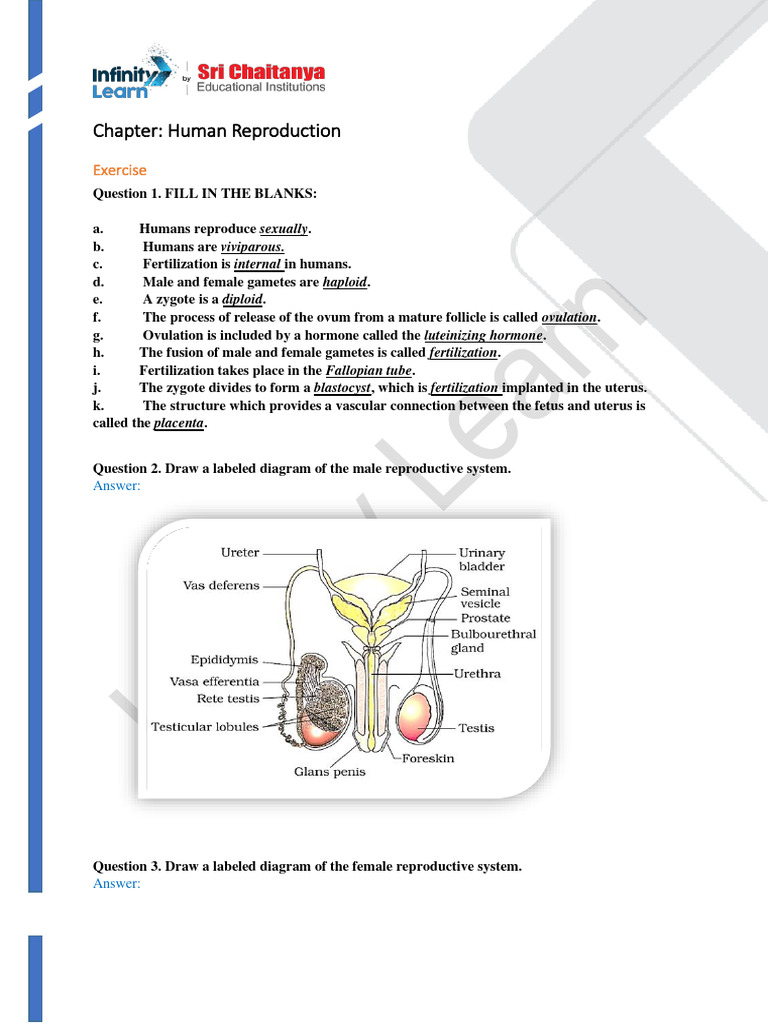 Human Reproduction: Key Concepts & Diagrams | PDF | Human Reproduction ...