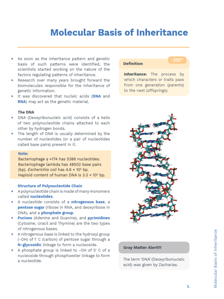 Molecular Basis of Inheritance | PDF | Dna | Nucleotides