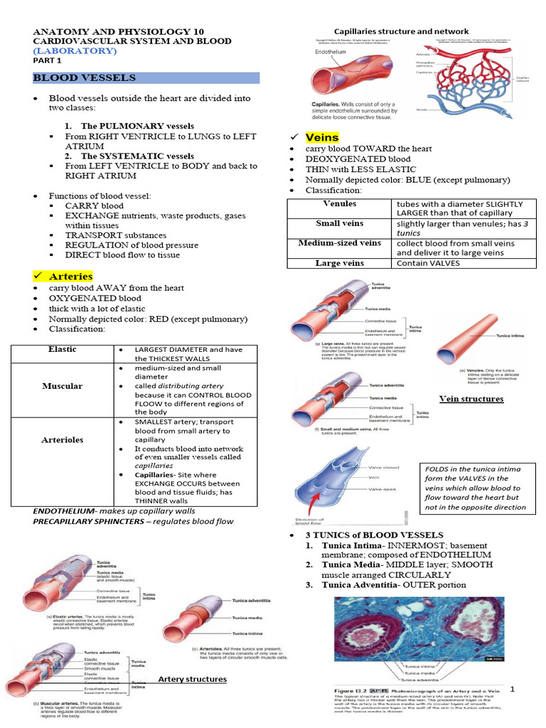 Anaphy Blood Vessels Lab - Handout | PDF | Vein | Aorta