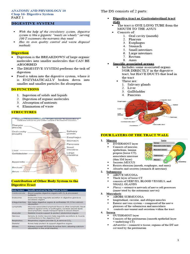 Anaphy Digestive System - Handout | Download Free PDF | Liver | Stomach