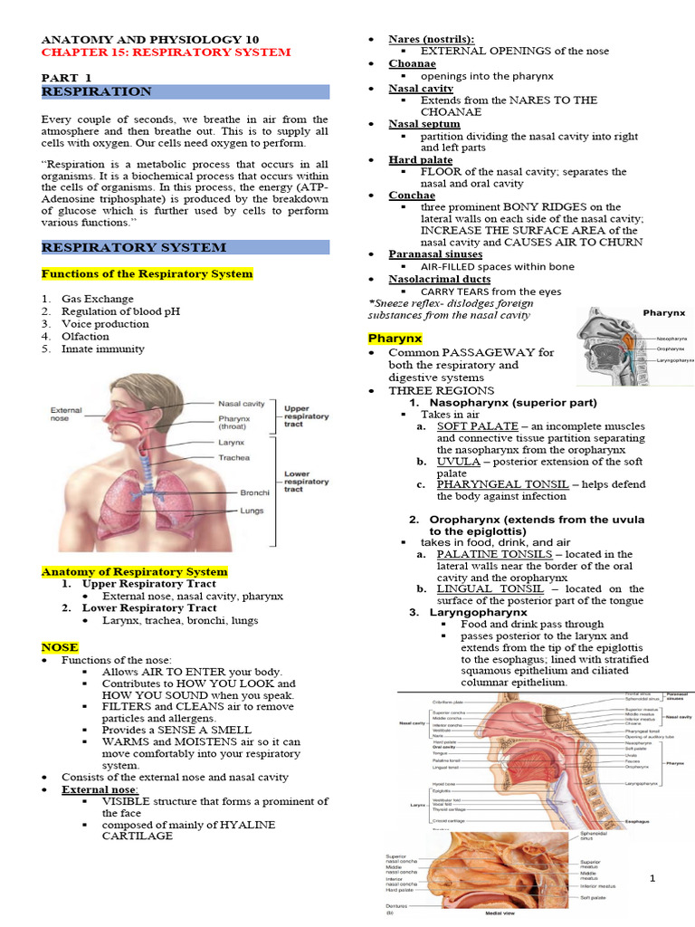 Anaphy-Respiratory Handout | Download Free PDF | Lung | Respiratory Tract