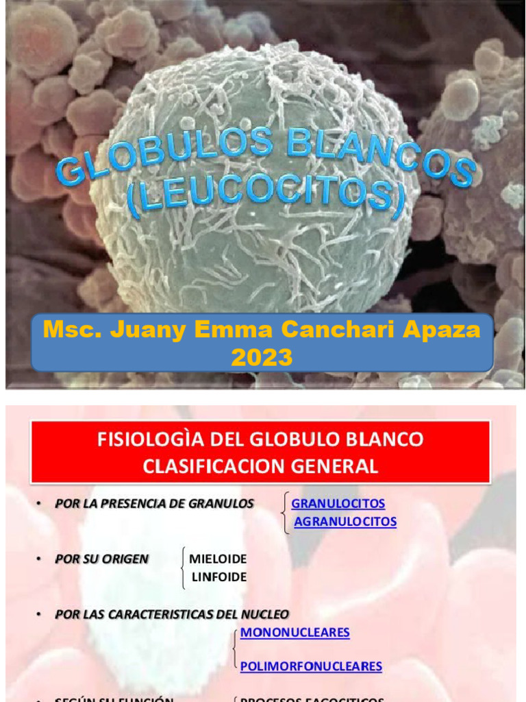 2ppt G.blancos23 | PDF | Leucocito | Inflamación
