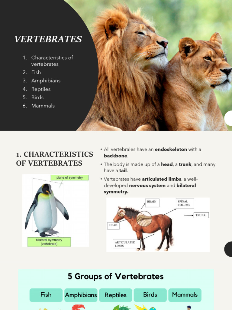Vertebrates | PDF | Reptile | Amphibian