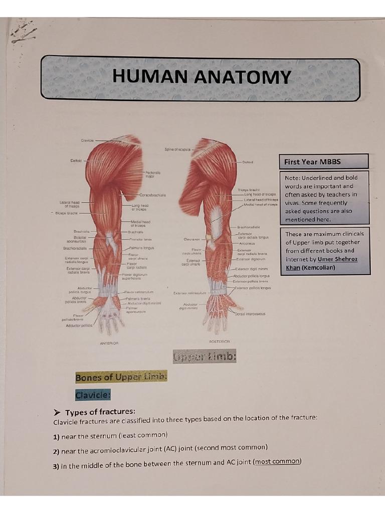 Upper Limb Clinical | PDF