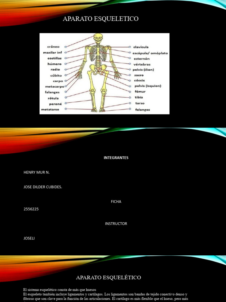 Sistema Esqueletico Pdf Hueso Esqueleto
