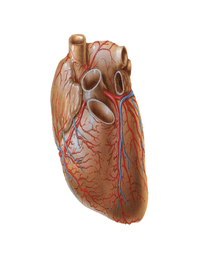 Thorax Heart Blood Supply Innervation | PDF | Coronary Circulation | Heart