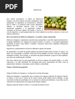 El Mamon en Venezuela | PDF | Alimentos | Plantas comestibles