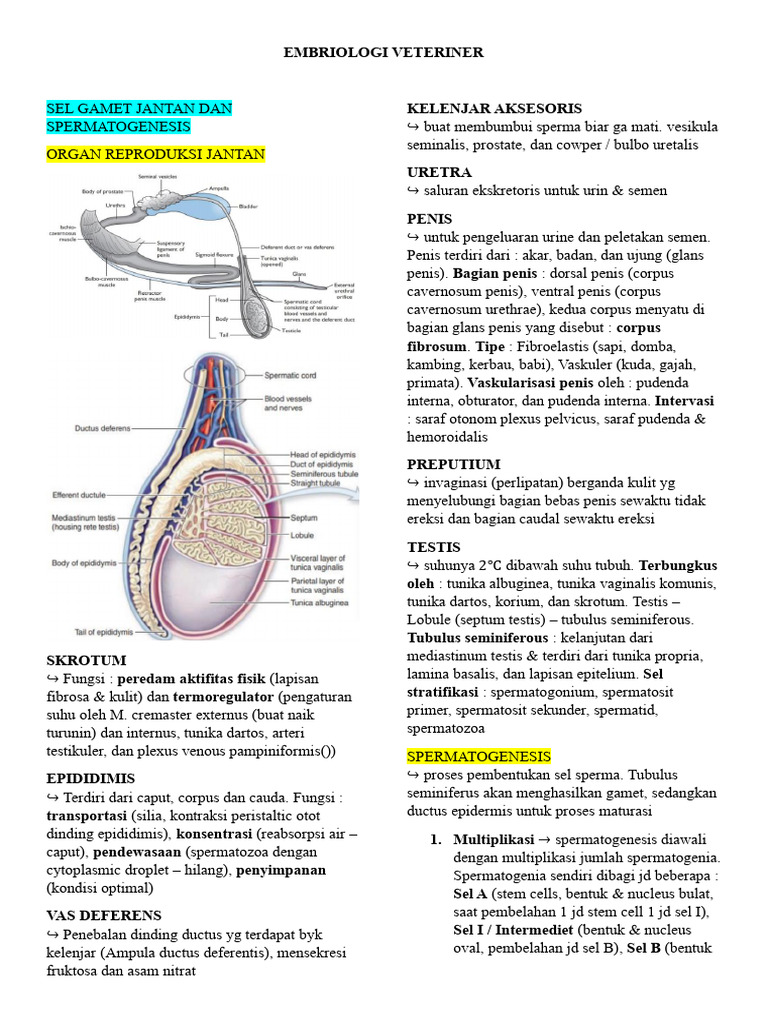 Embrio Gacor !!! | PDF
