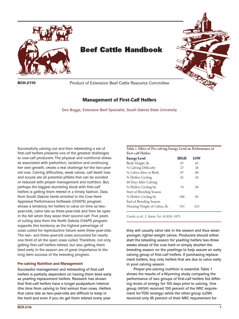 First Calf Heifer MGT | PDF | Cattle | Weaning