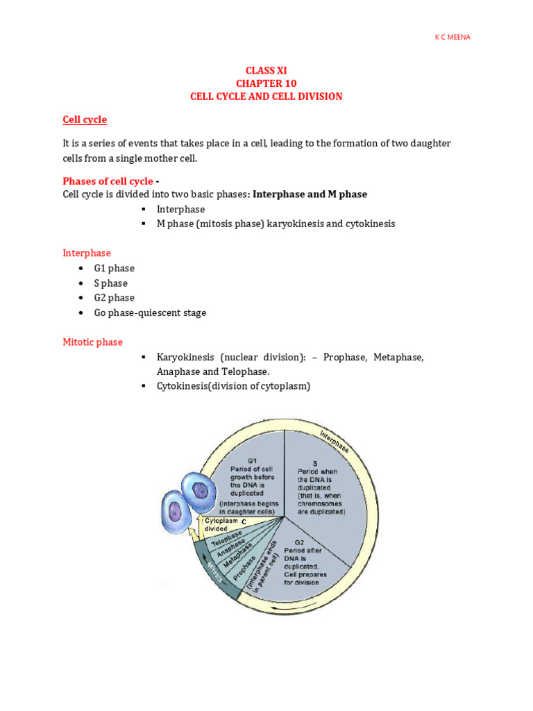10 Cell Cycle and Cell Division | PDF | Meiosis | Mitosis