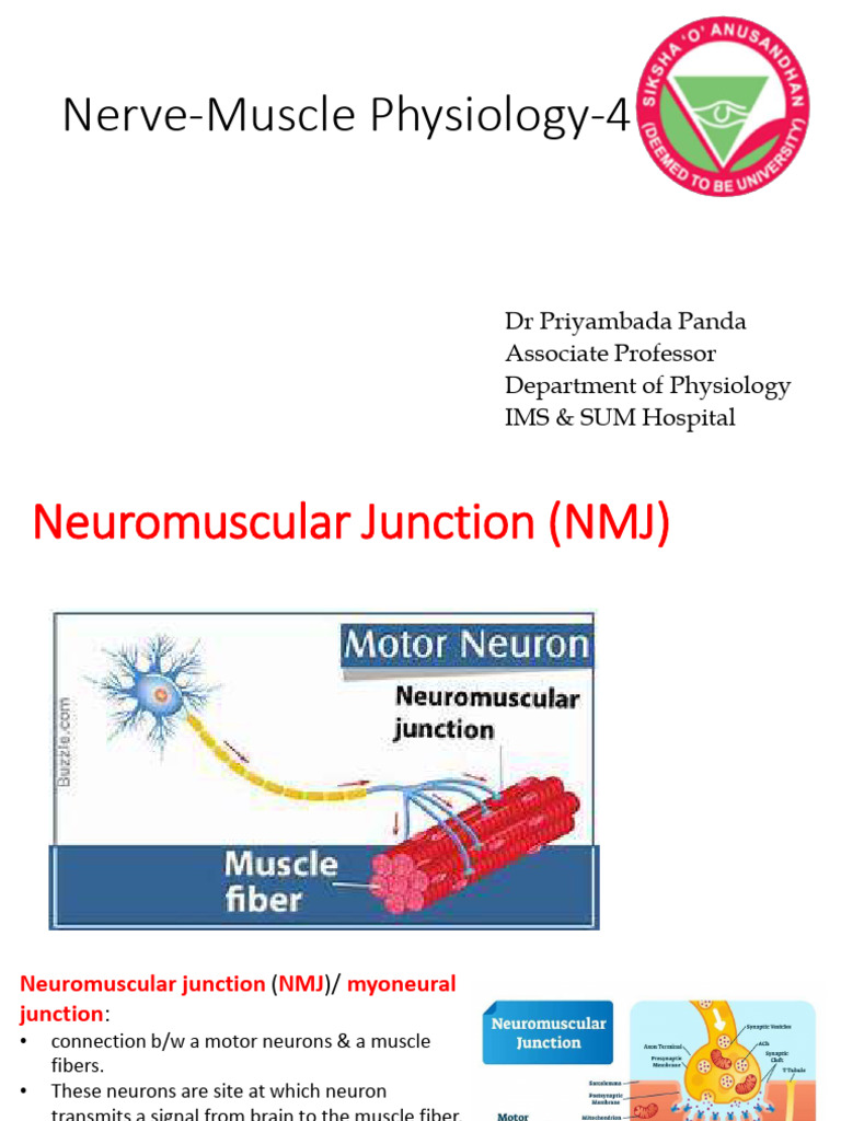 Neuromuscular Junction and Muscle Contraction | PDF | Neuromuscular ...