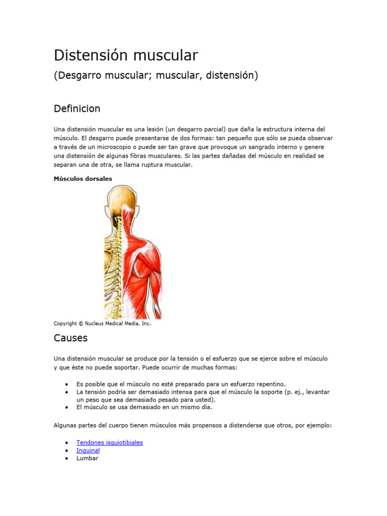 Distensión muscular: causas y tratamiento | PDF | Músculo esquelético ...