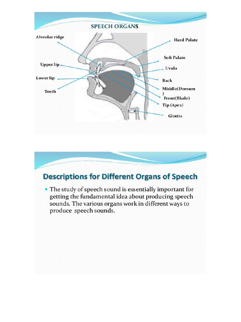 The Organs of Speach | PDF