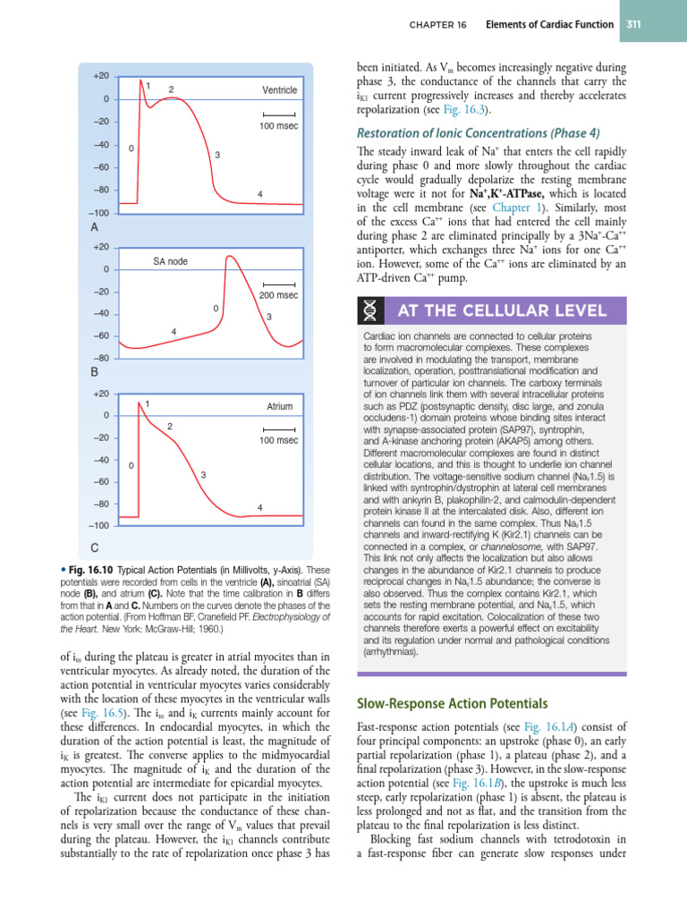 Berne & Levy Physiology 7th - Emedicodiary-325-335 | PDF | Action Potential | Heart