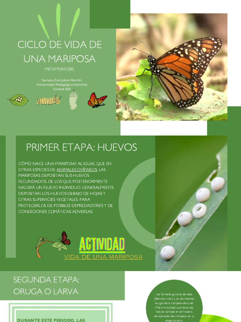 Ciclo de Vida de la Mariposa | PDF | Hogar, jardinería y bricolaje ...