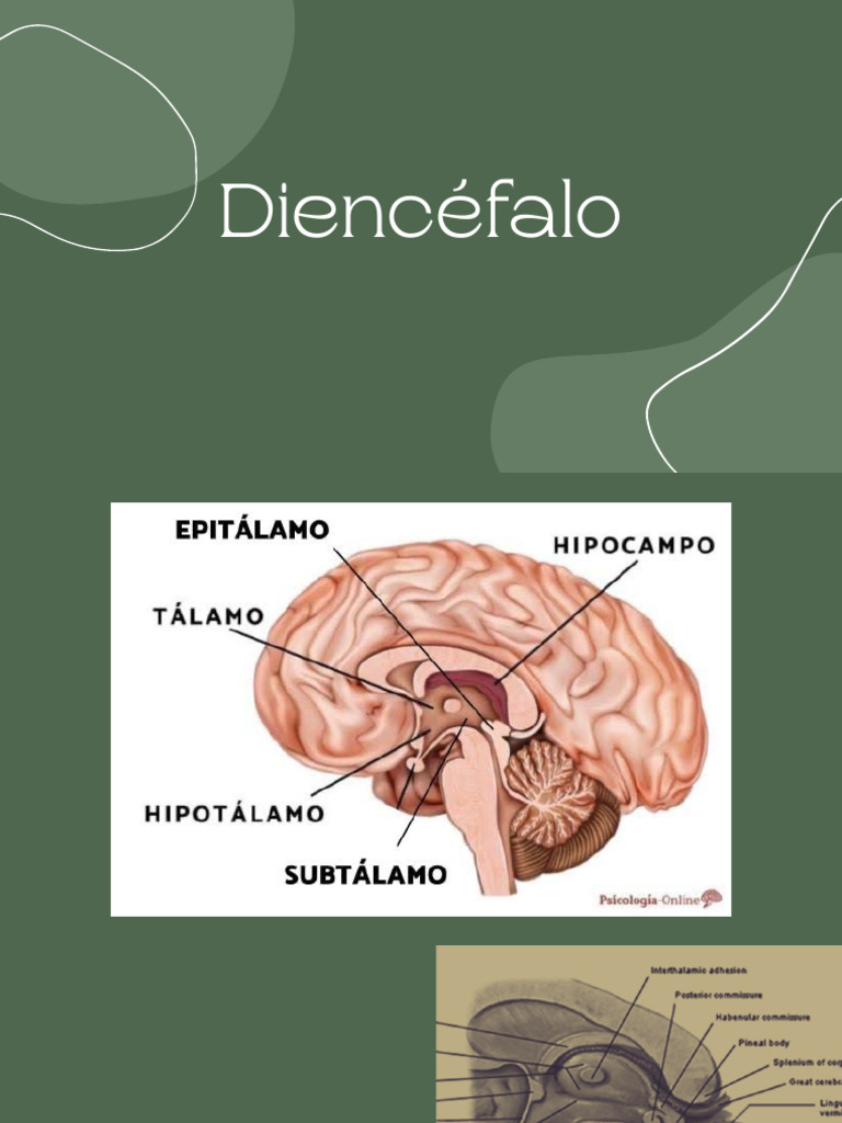 Green Blobs Basic Simple Presentation Pdf Hipotálamo Anatomía Humana