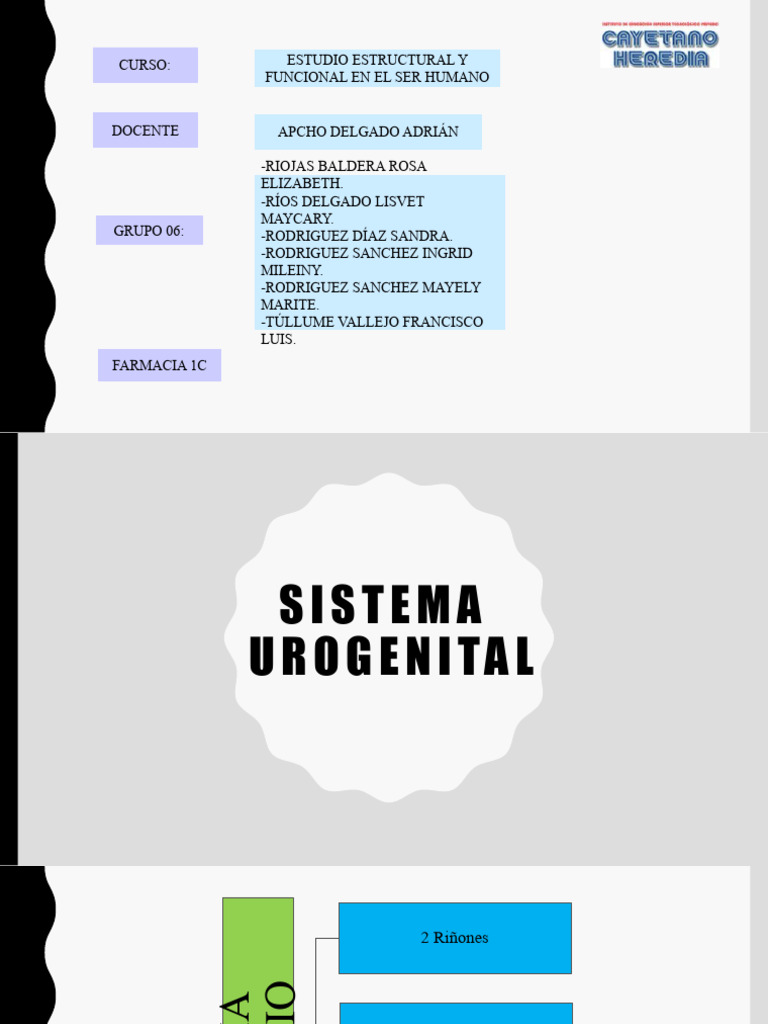Diapositivas Sistema Urogenital | PDF | Sistema urinario | Sistema ...