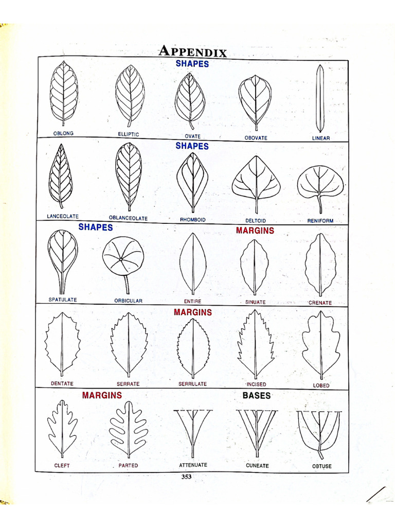 Leaf Morphology | PDF
