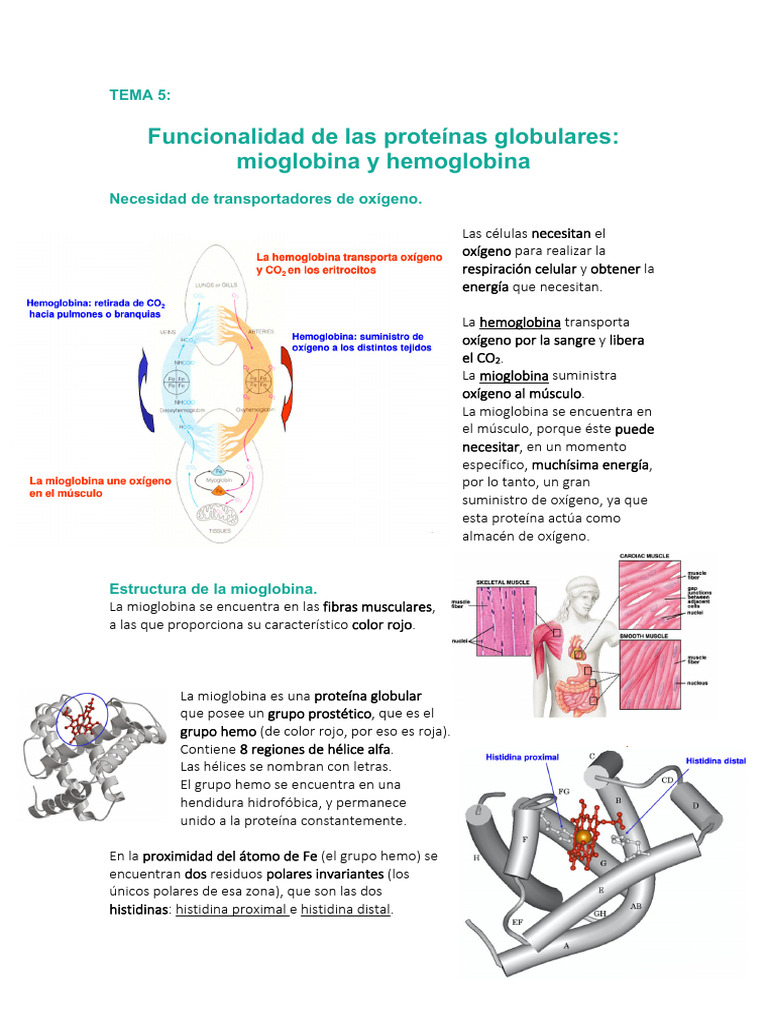 Tema 5. Funcionalidad de Las Proteínas Globulares | PDF | Hemoglobina | Biofísica Molecular