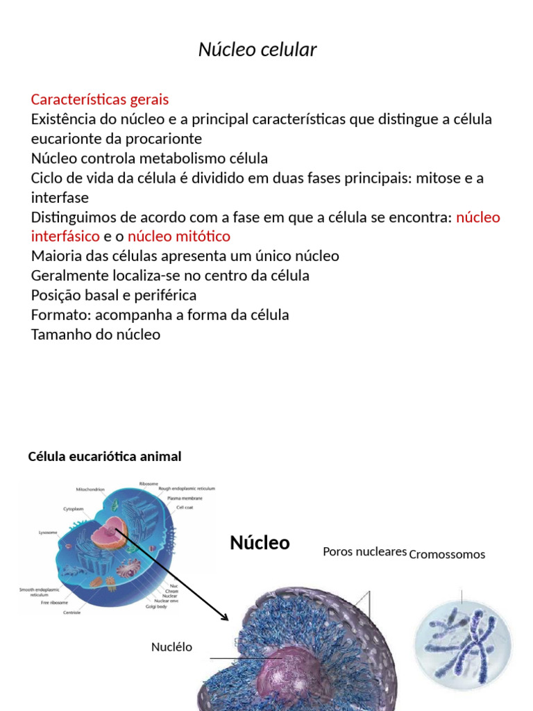 Ncleo Celular Caractersticas E Elementos Resumo Escolar Núcleo | PDF