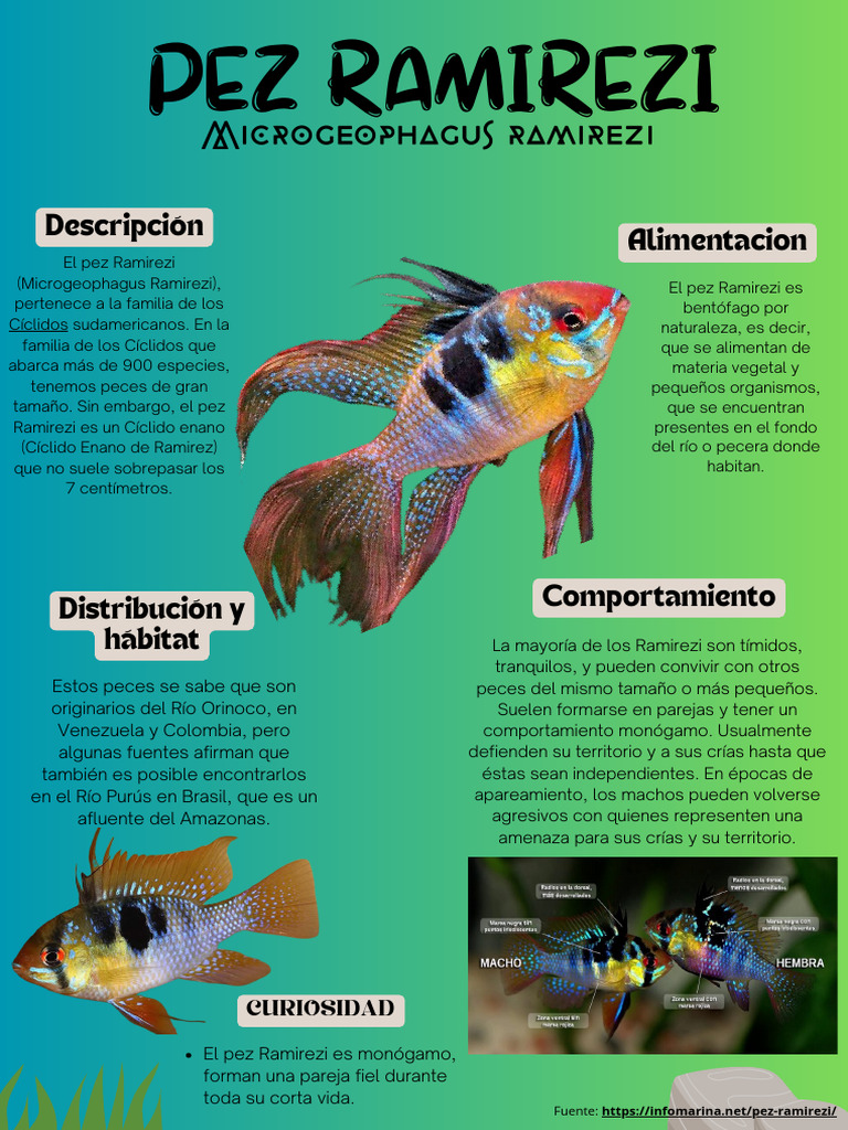 Pez Ramirezi | PDF | Pescado | Organismos