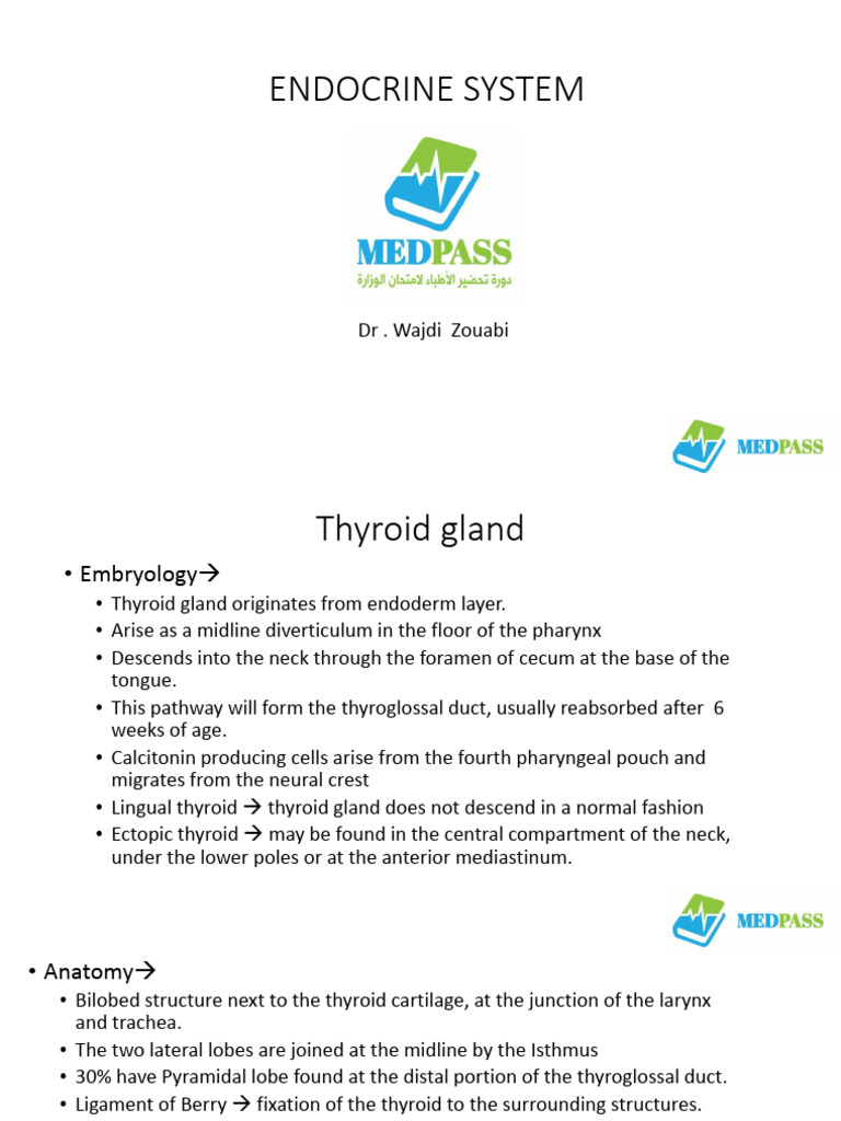 Meeting 7 Endocrine System | PDF | Adrenal Gland | Thyroid