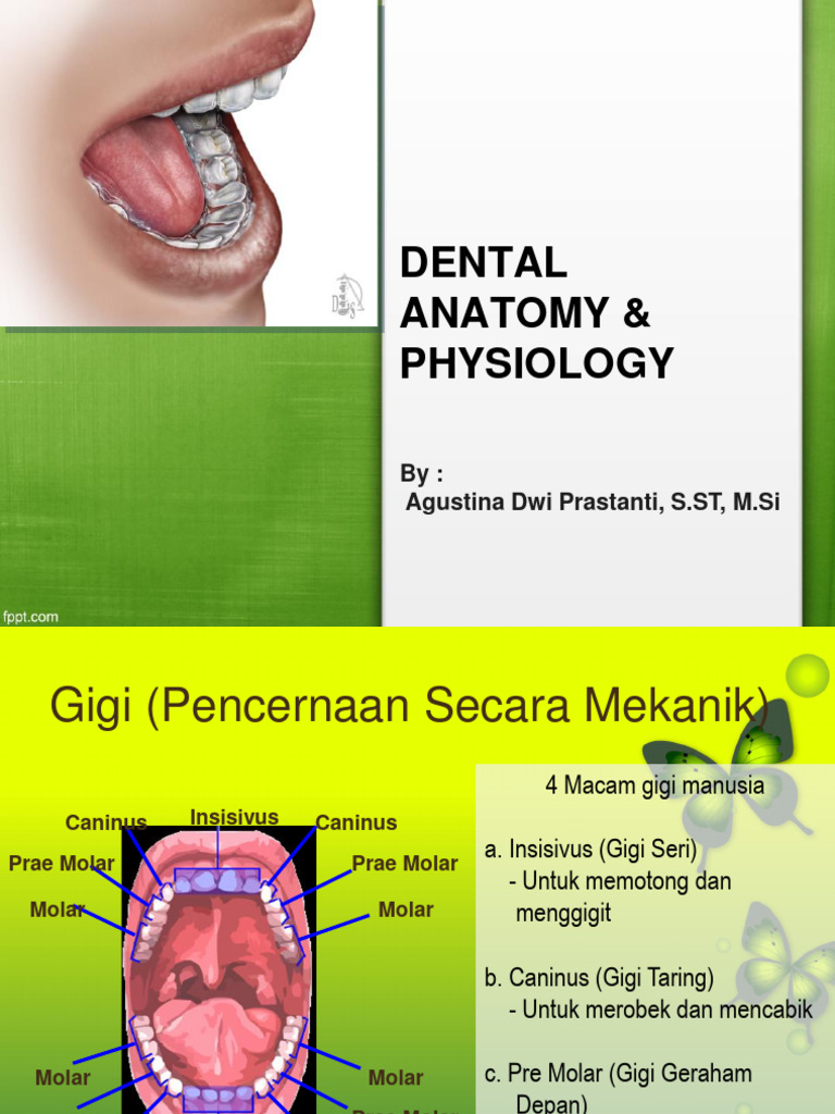 Anatomi Gigi Geligi by Tina | PDF | Human Tooth | Dental Anatomy