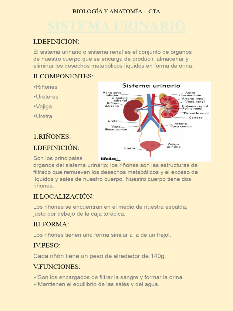 Sistema Urinario - Biología y Anatomía | PDF | Sistema urinario | Riñón