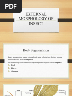 Insect Body Segmentation Guide | PDF | Insects | Arthropodology