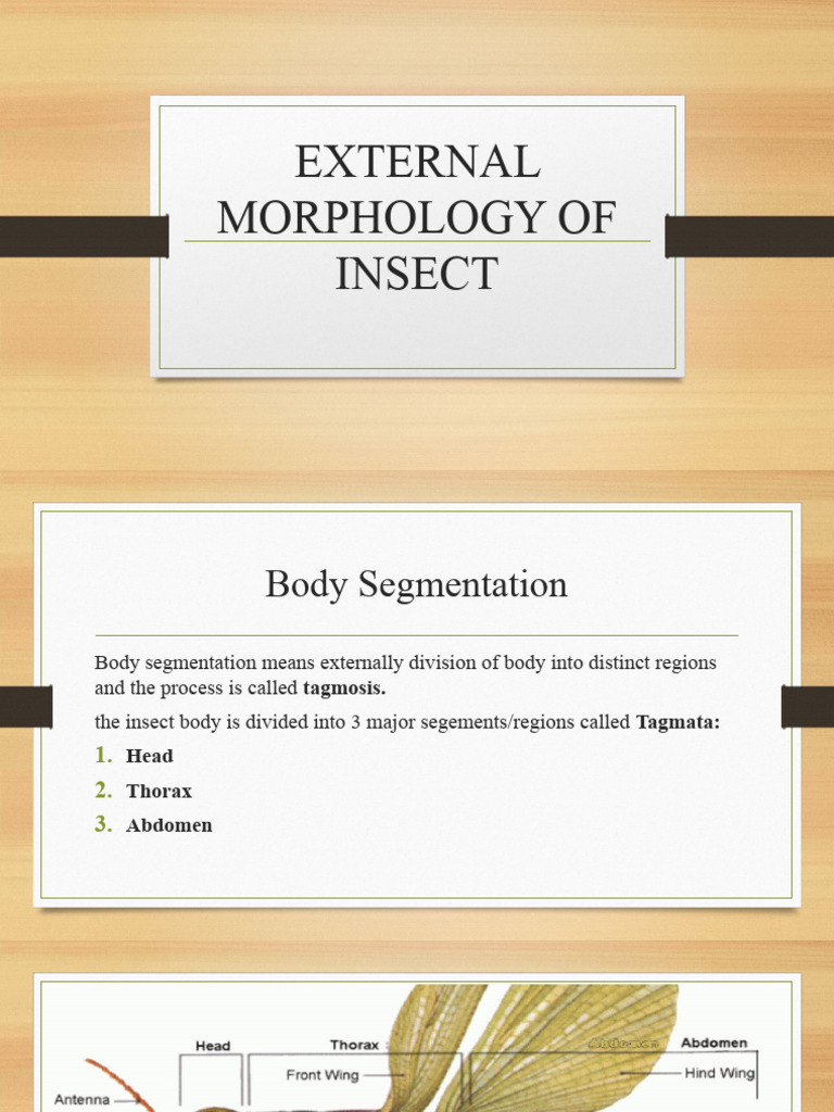 2 External Morphology of Insect | PDF | Insects | Arthropodology