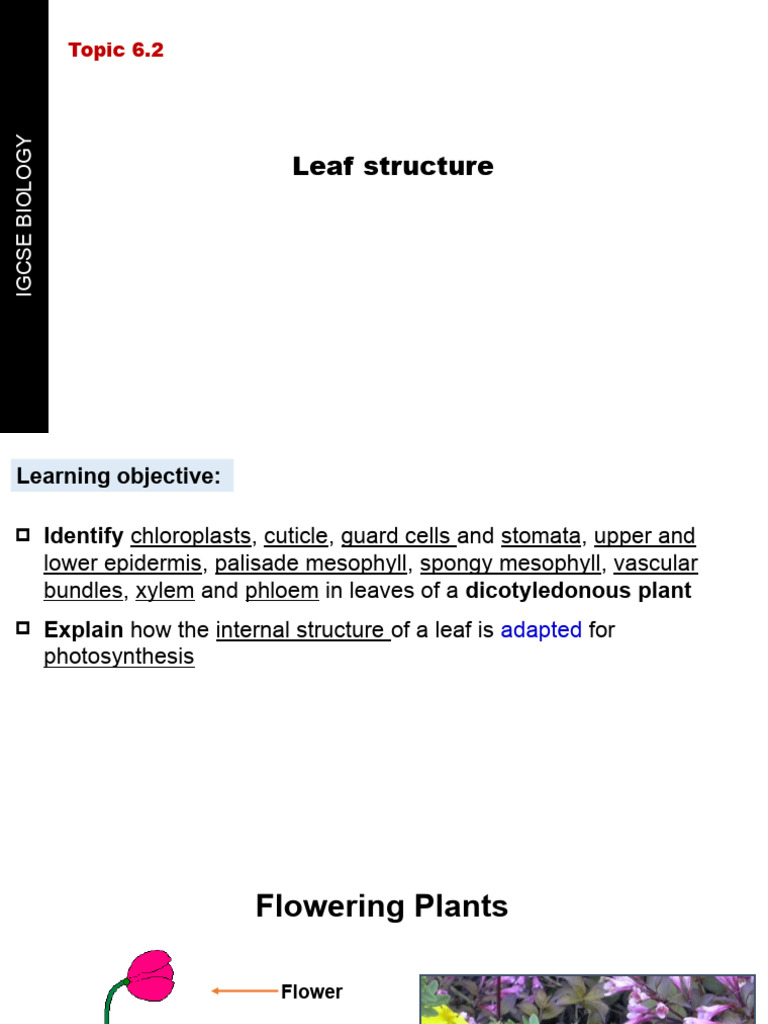 6.2 Leaf Structure | PDF | Leaf | Stoma