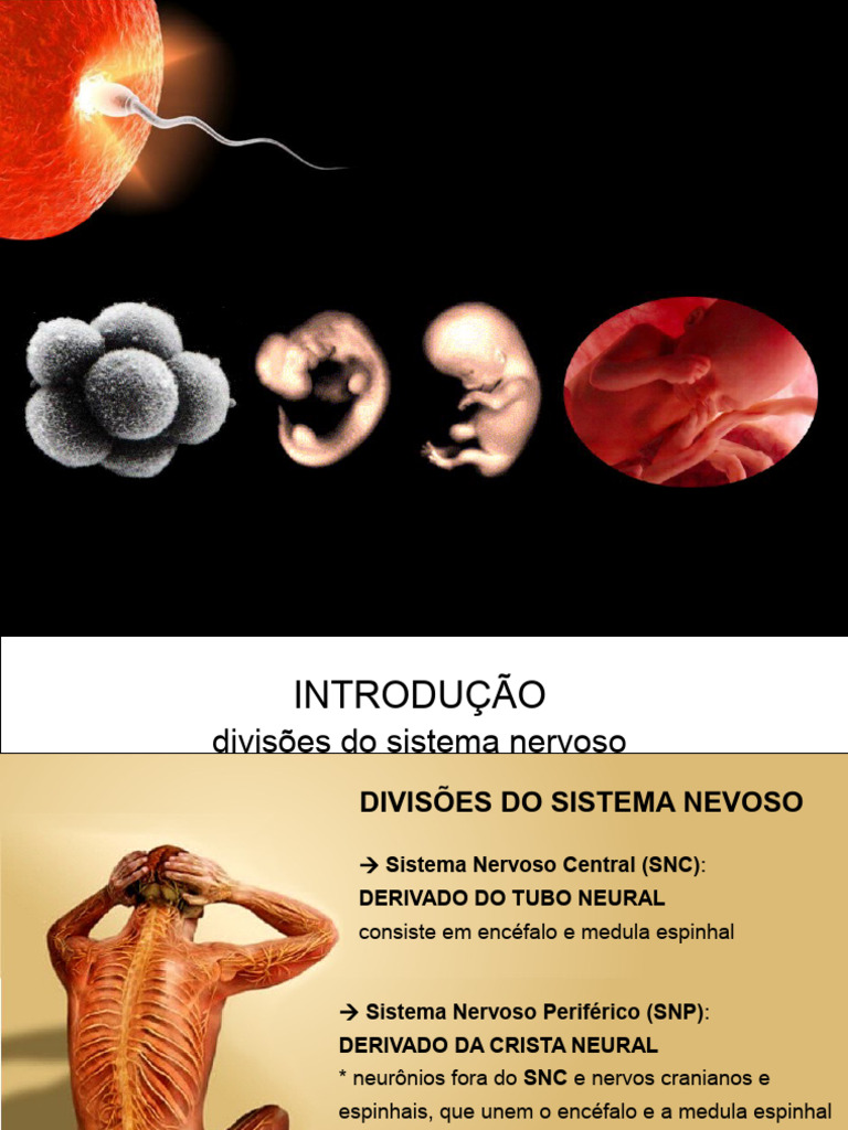 Aula Neuro Embriologia | PDF | Cérebro | Medula espinhal