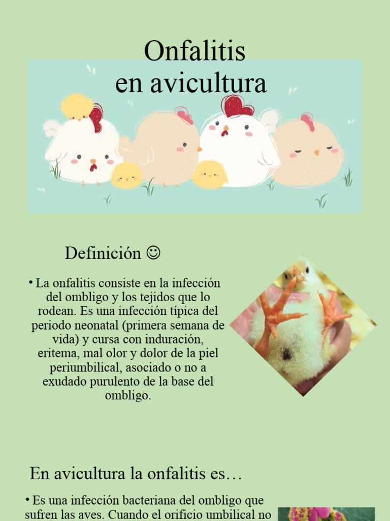 Onfalitis en aves: diagnóstico y prevención | PDF | Medicina ...
