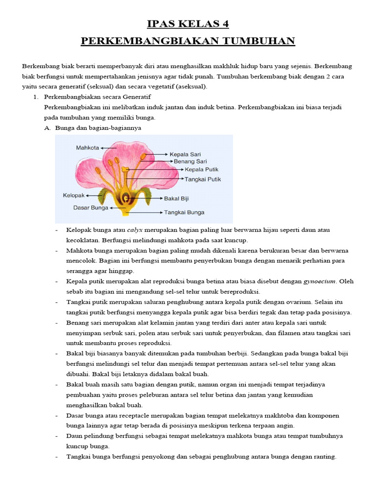 IPAS Perkembangbiakan Tumbuhan Kelas 4 | PDF