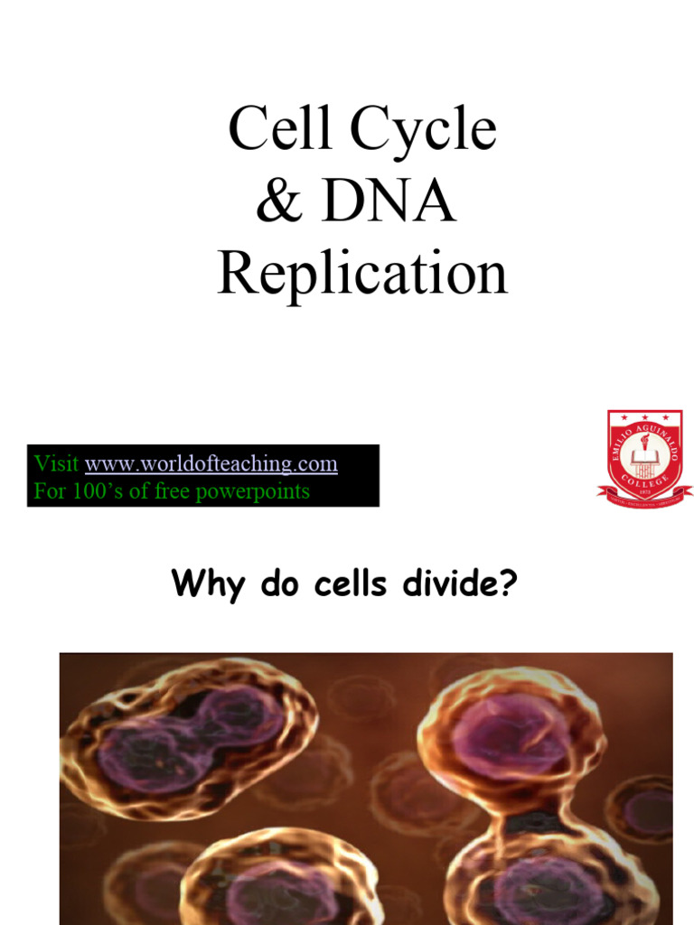 10-Cell Cycle & DNA Replication | PDF | Mitosis | Dna