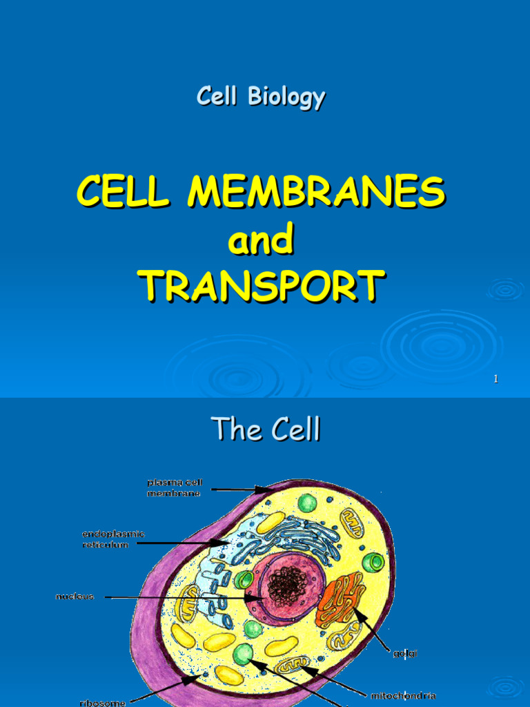 4 - Cell Membranes | Download Free PDF | Cell Membrane | Phospholipid