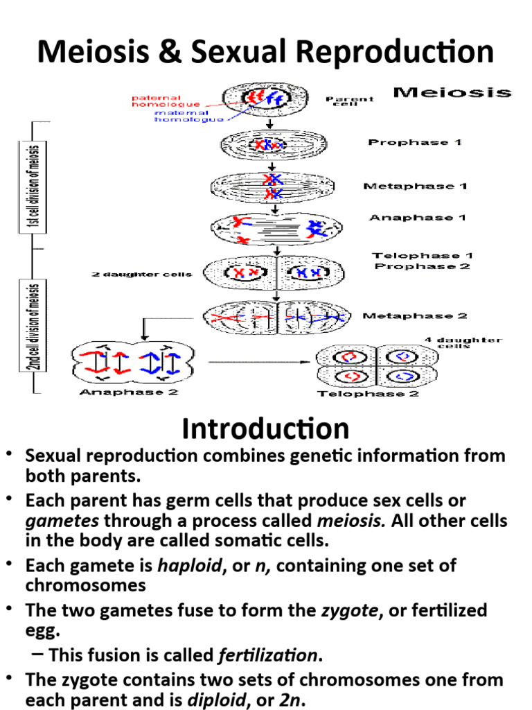 11 - Meiosis & Sexual Reproduction | Download Free PDF | Meiosis | Mitosis