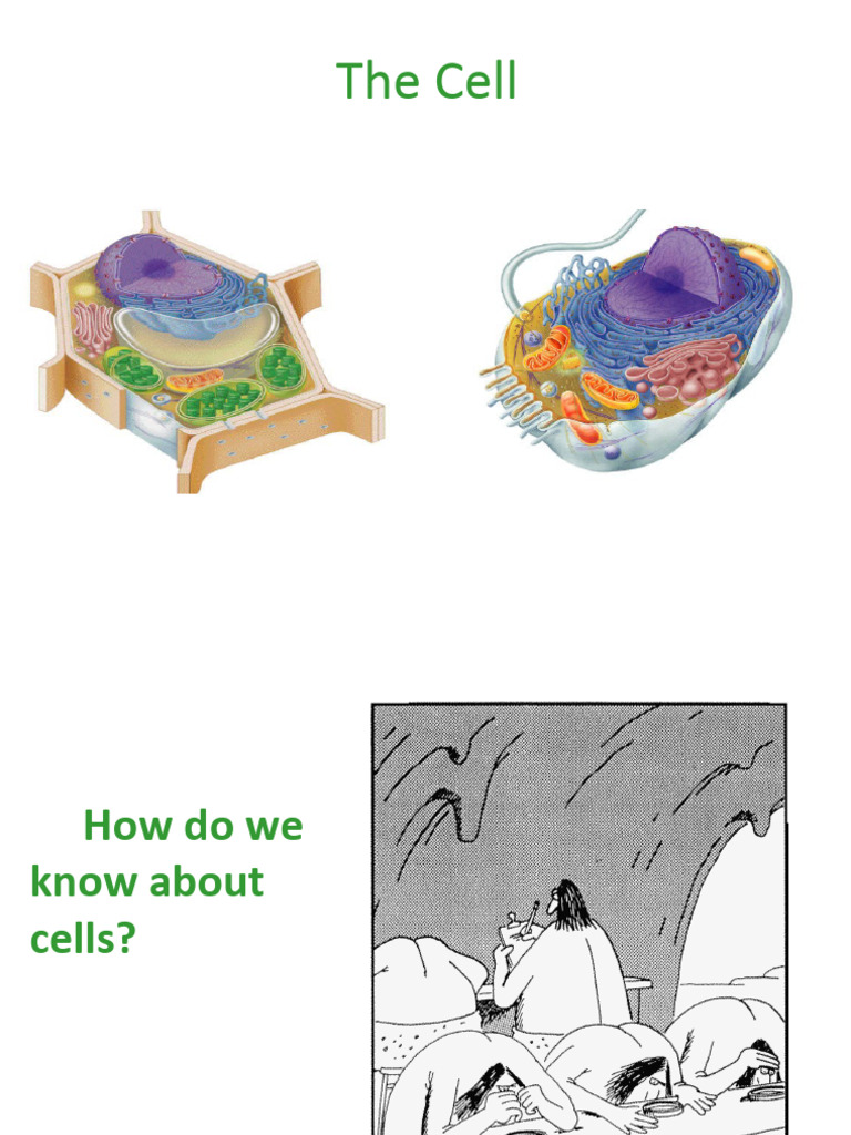 3-Techniques in Cell Biology | PDF | Electron Microscope | Microscope